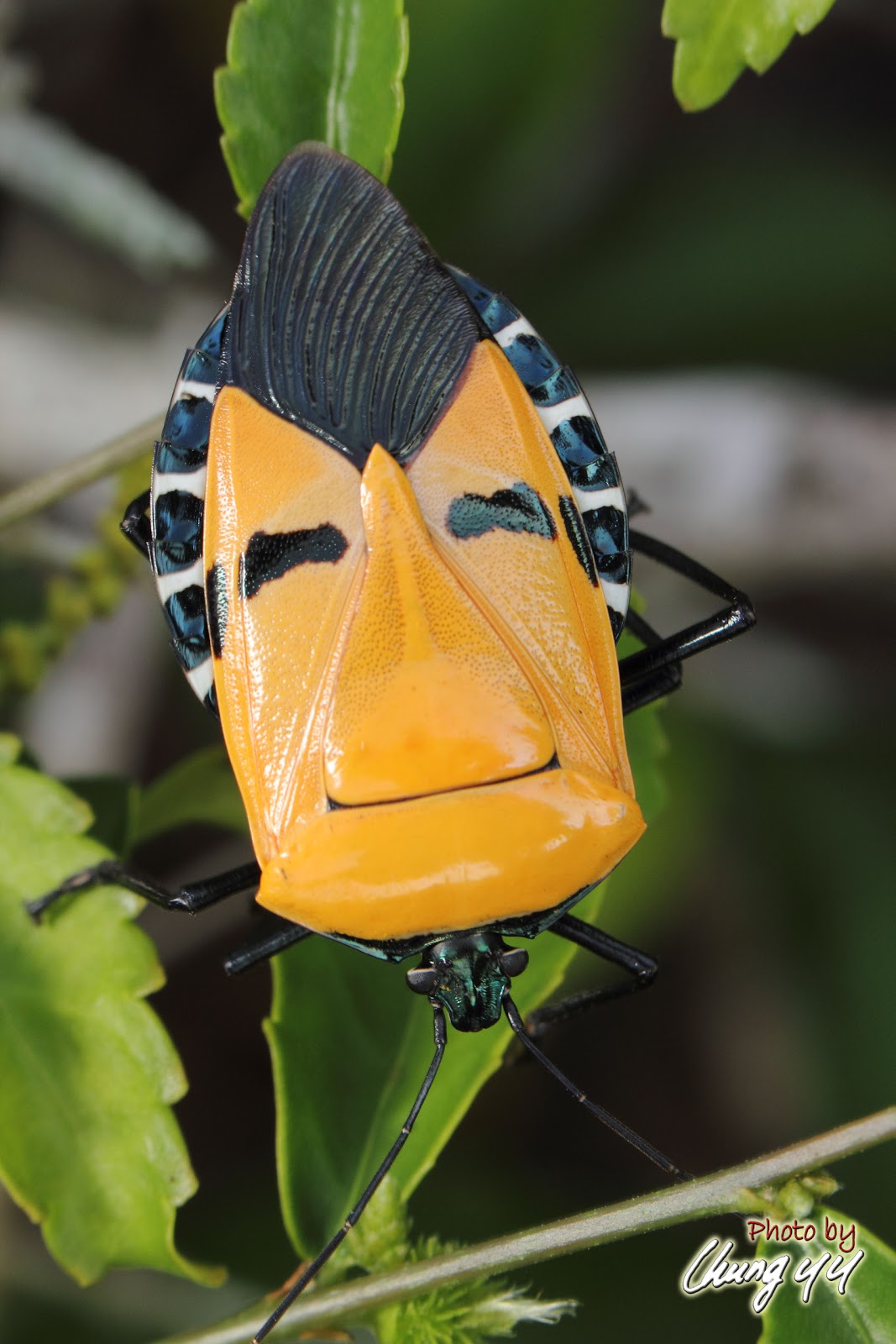 cyy4993: Stink Bug [Pentatomidae] Catacanthus Incarnatus (Drury. 1989)
